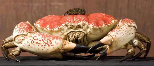 Granchi giganti! - Sano come un pesce